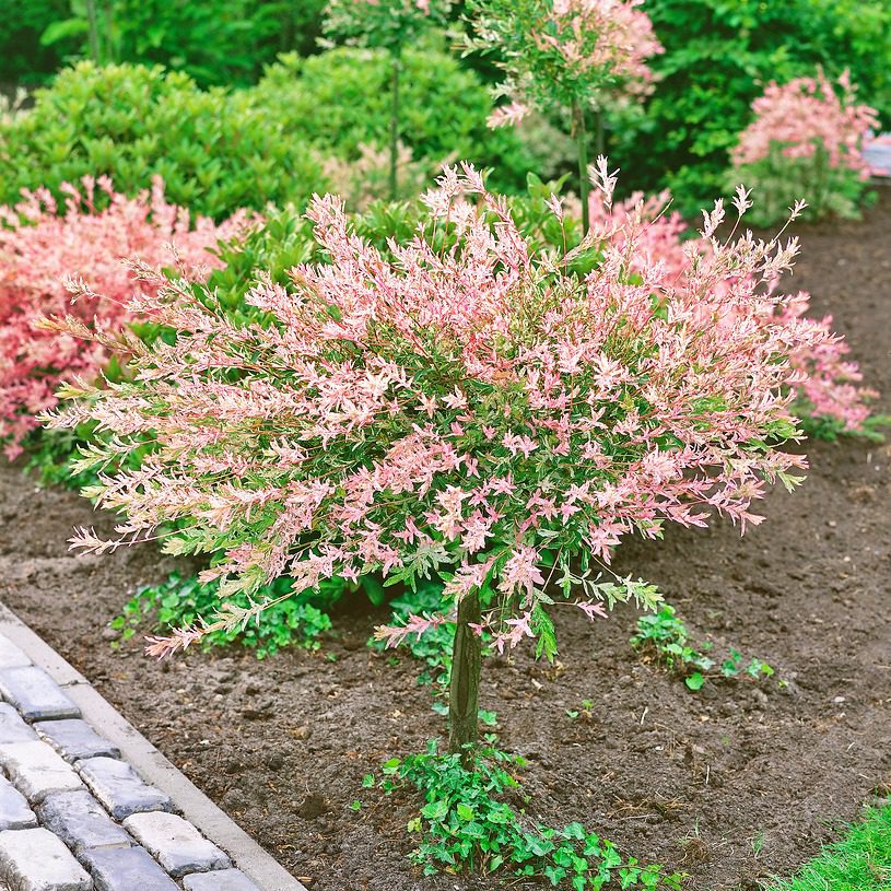 Wierzba Japońska Hakuro Nishiki na Pniu P17 - Skimia